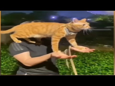 A cats with zero braincell activity|silly cat's behaviour #funniestcats ...