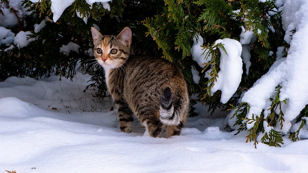 Rei's First Snow Day: Kitten's Winter Wonderland Adventure! 🐾 ️ - YouTube