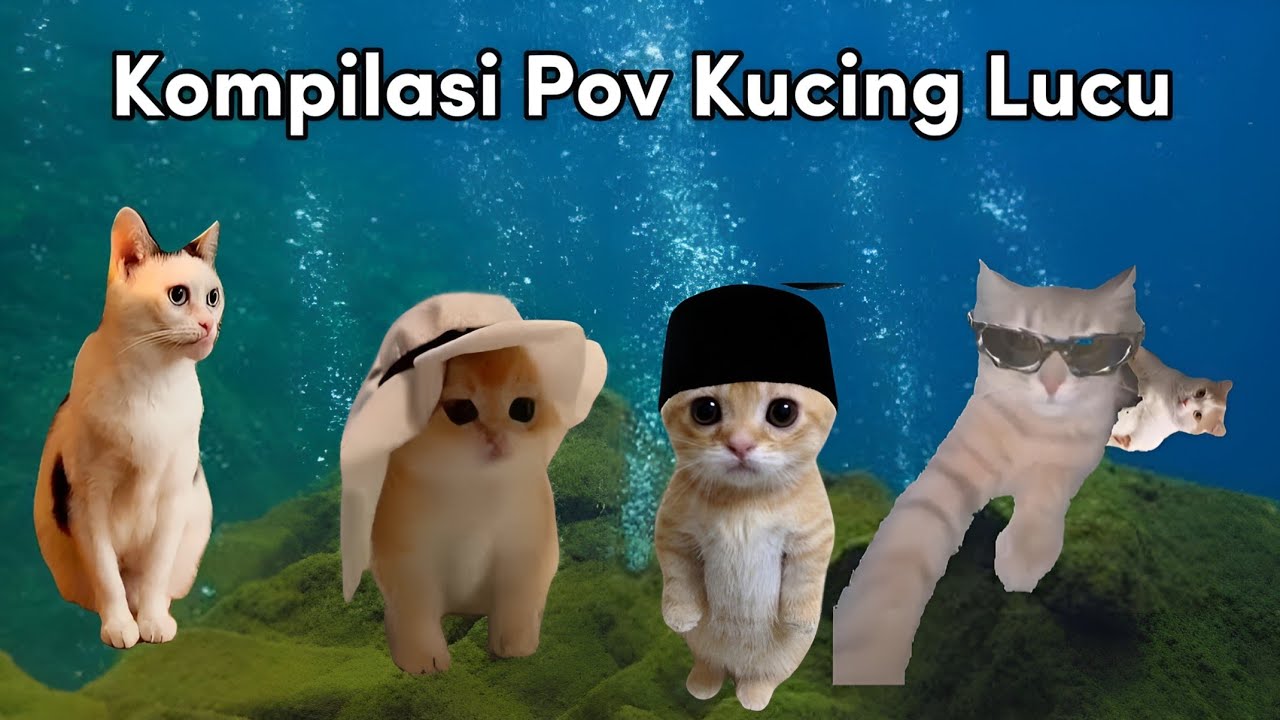 pov kompilasi seru meme kucing 10 menit part 4 | meme kucing lucu - YouTube