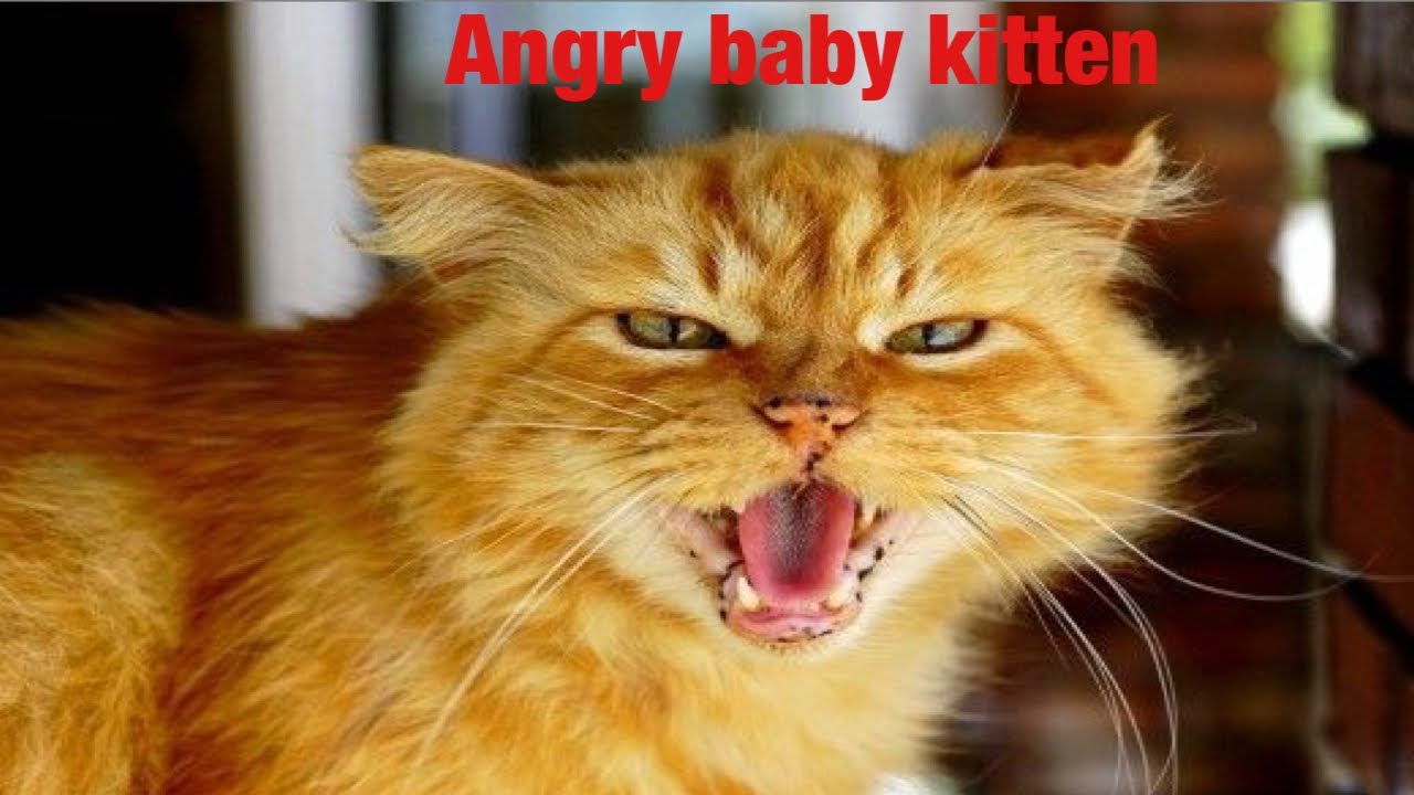 What will happen when you touch angry baby kitten | Angry baby kitten ...
