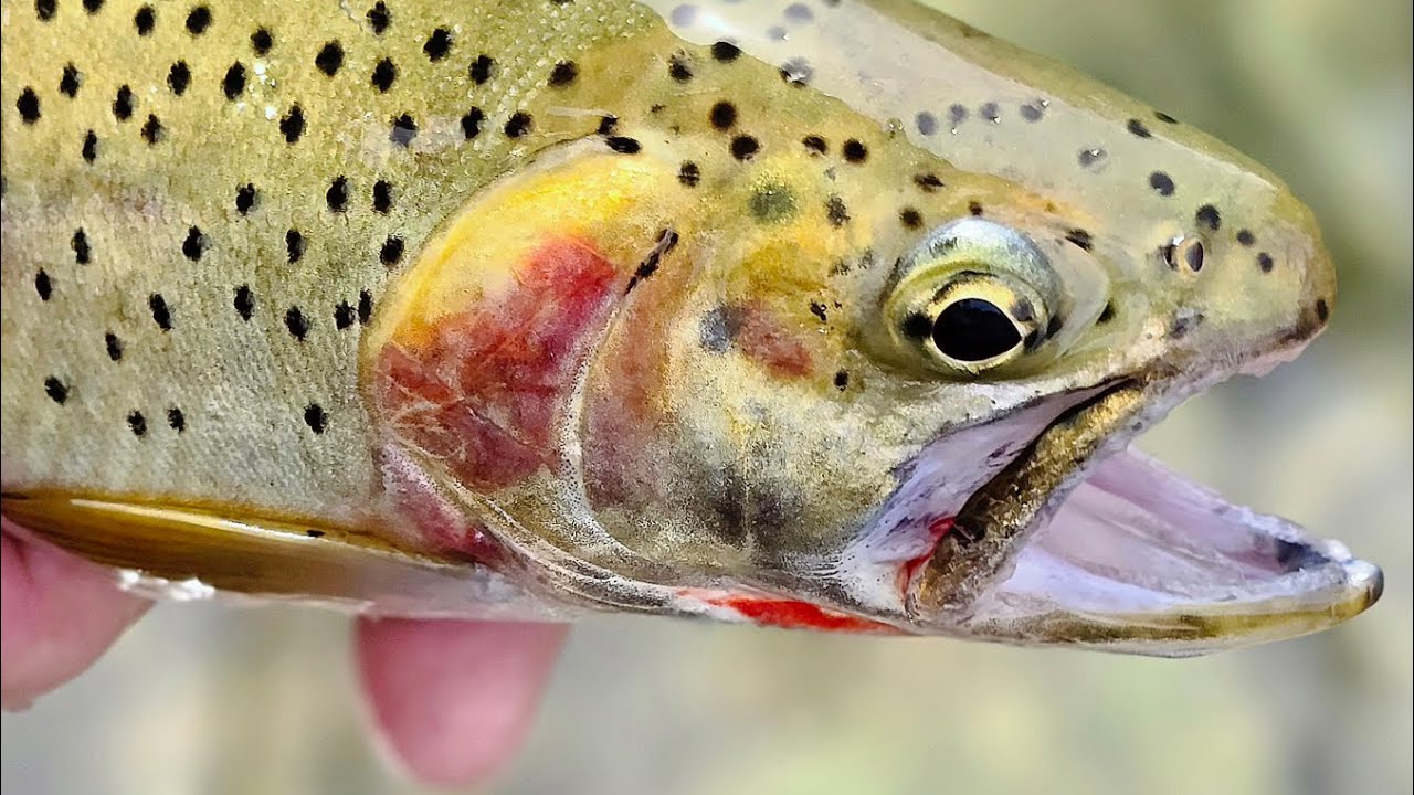 Blue-line fly fishing in the PNW for native cutthroat and rainbow trout ...
