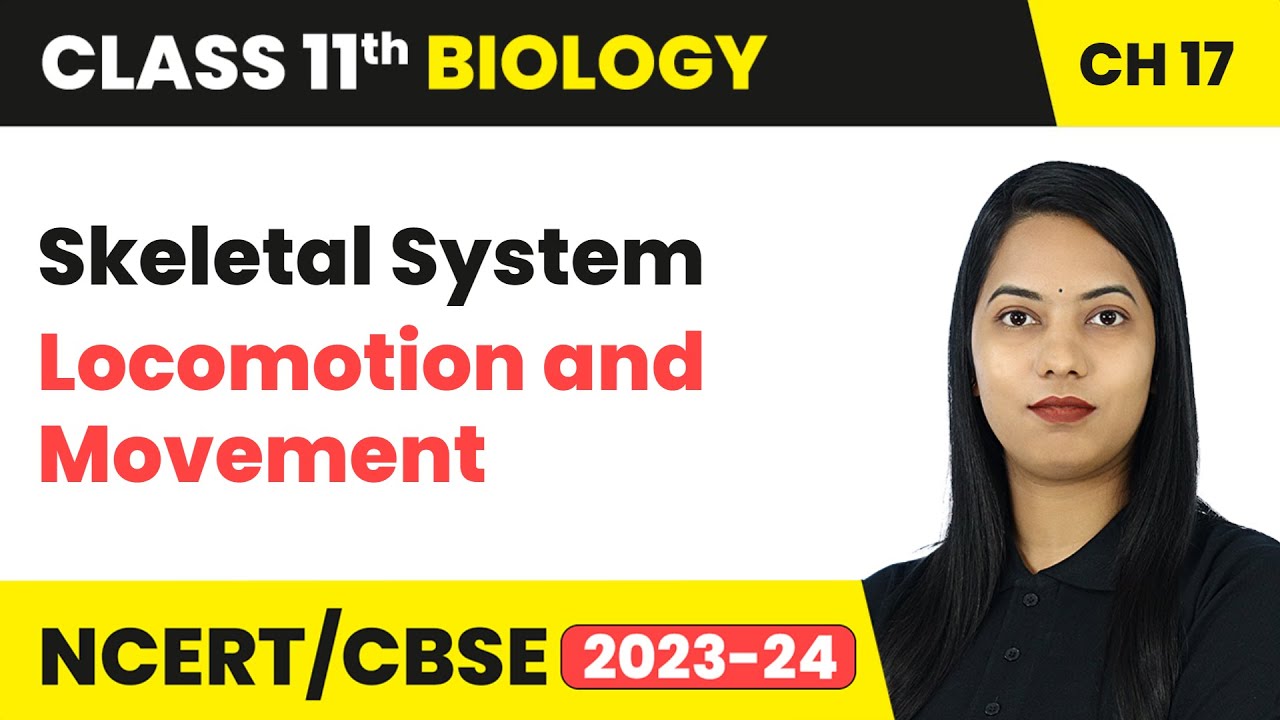 Skeletal System - Locomotion and Movement | Class 11 Biology Chapter 17 ...