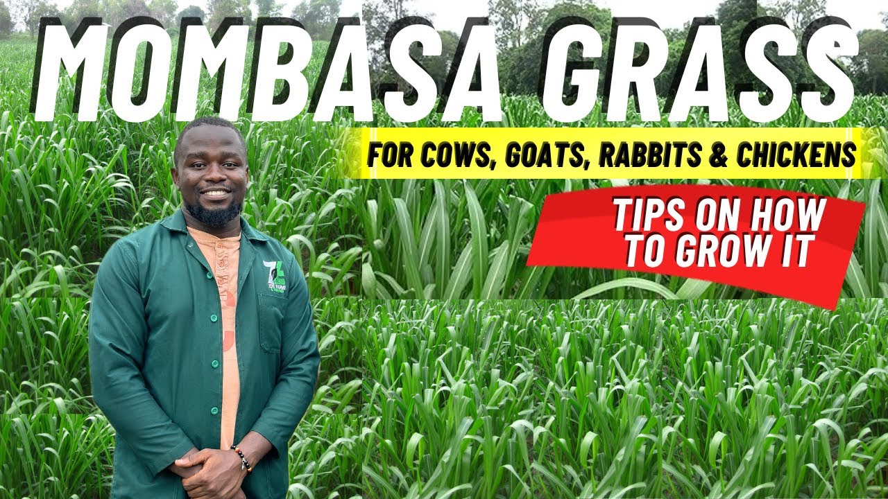 How To Grow Mombasa Grass for Goats and Free range Chickens - YouTube