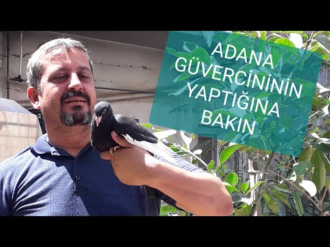 ADANA GÜVERCİNİN YAPTIĞINA BAKIN SONUNA KADAR İZLE WATCH IT UNTIL THE END pigeon