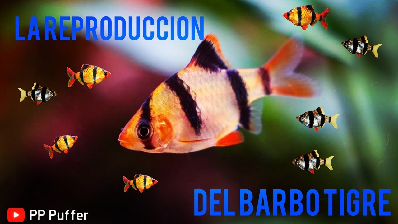 Como Reproducir Al Barbo Tigre/Sumatrano - YouTube