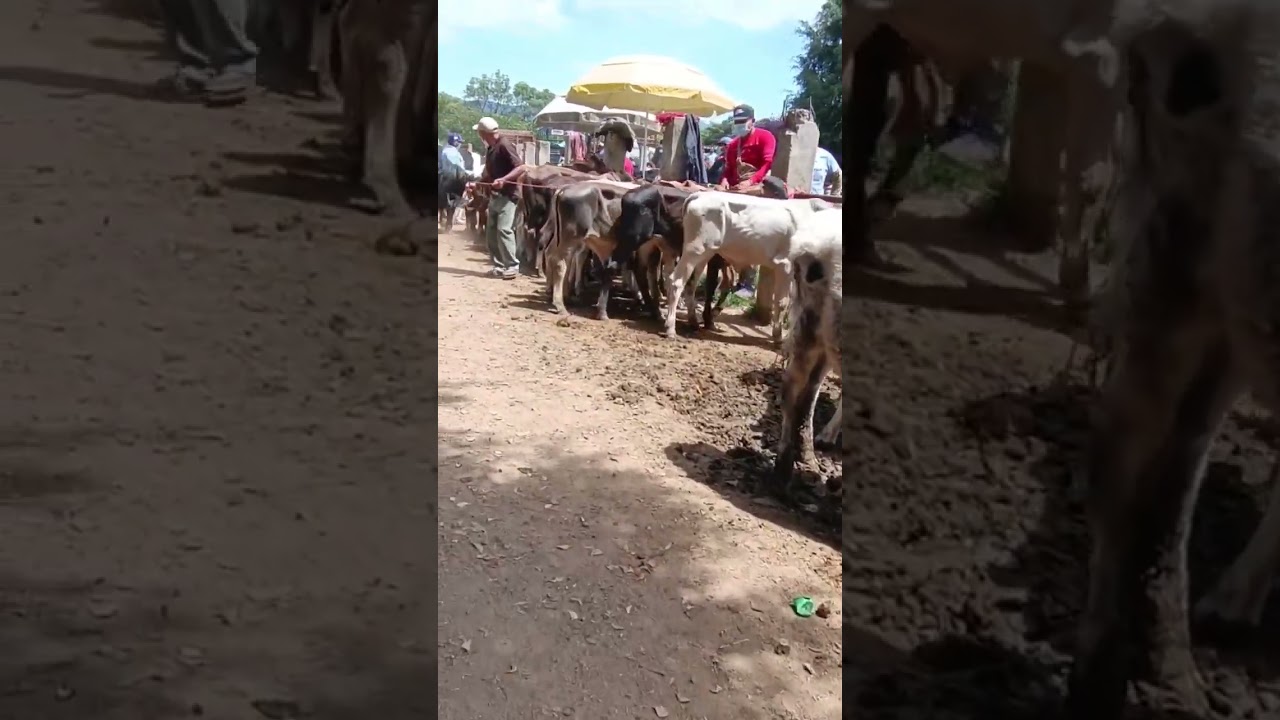 toro le patea #animals #donkey #caballos #donkey #cow #shorts #short ...