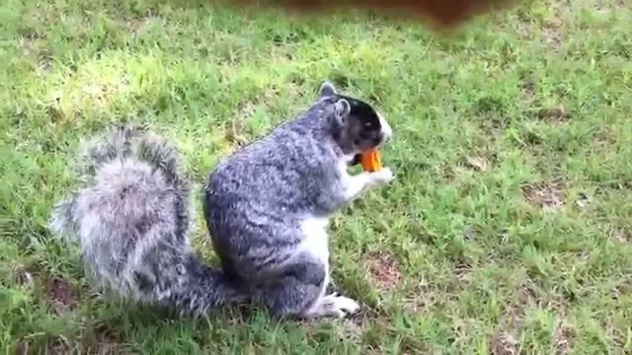 Run in with "Wild" Squirrel at golf course - YouTube