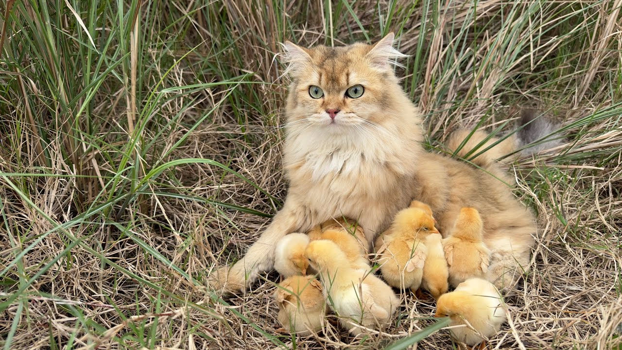 Shocked in the cat world 👍! The kitten raised a brood of chicks🤣.Lead ...