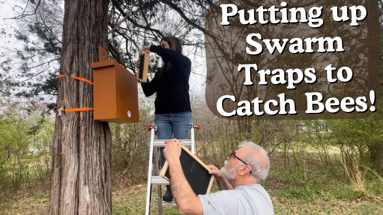 INSTALLING SWARM HIVE BOXES TO CATCH BEES | BEEKEEPING - YouTube