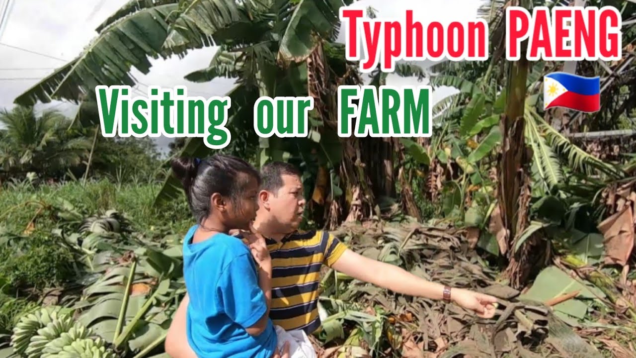 Visiting our small LAND / FARM devastated by TYPHOON PAENG - YouTube