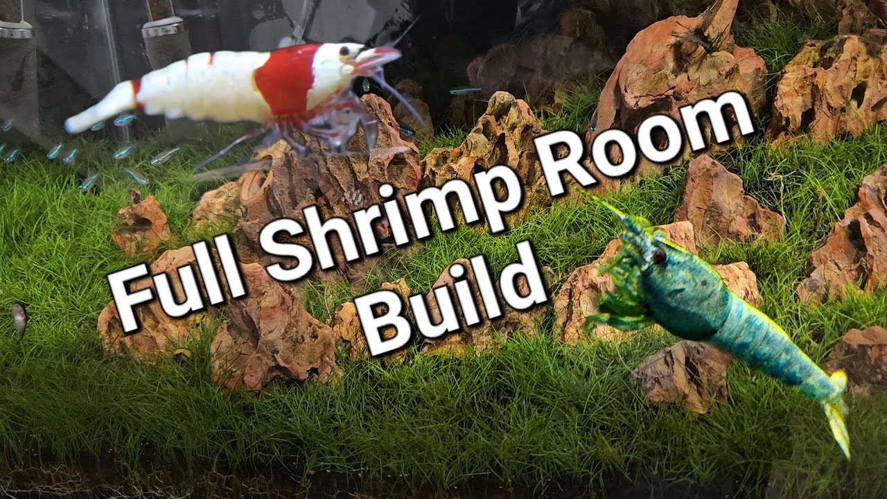 Shrimp Room Build Start to finish, all episodes - YouTube