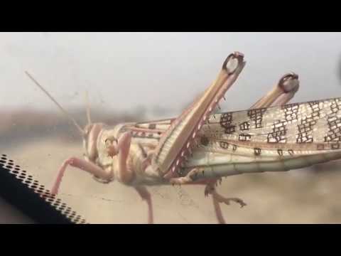 What is Desert Locust attack - YouTube