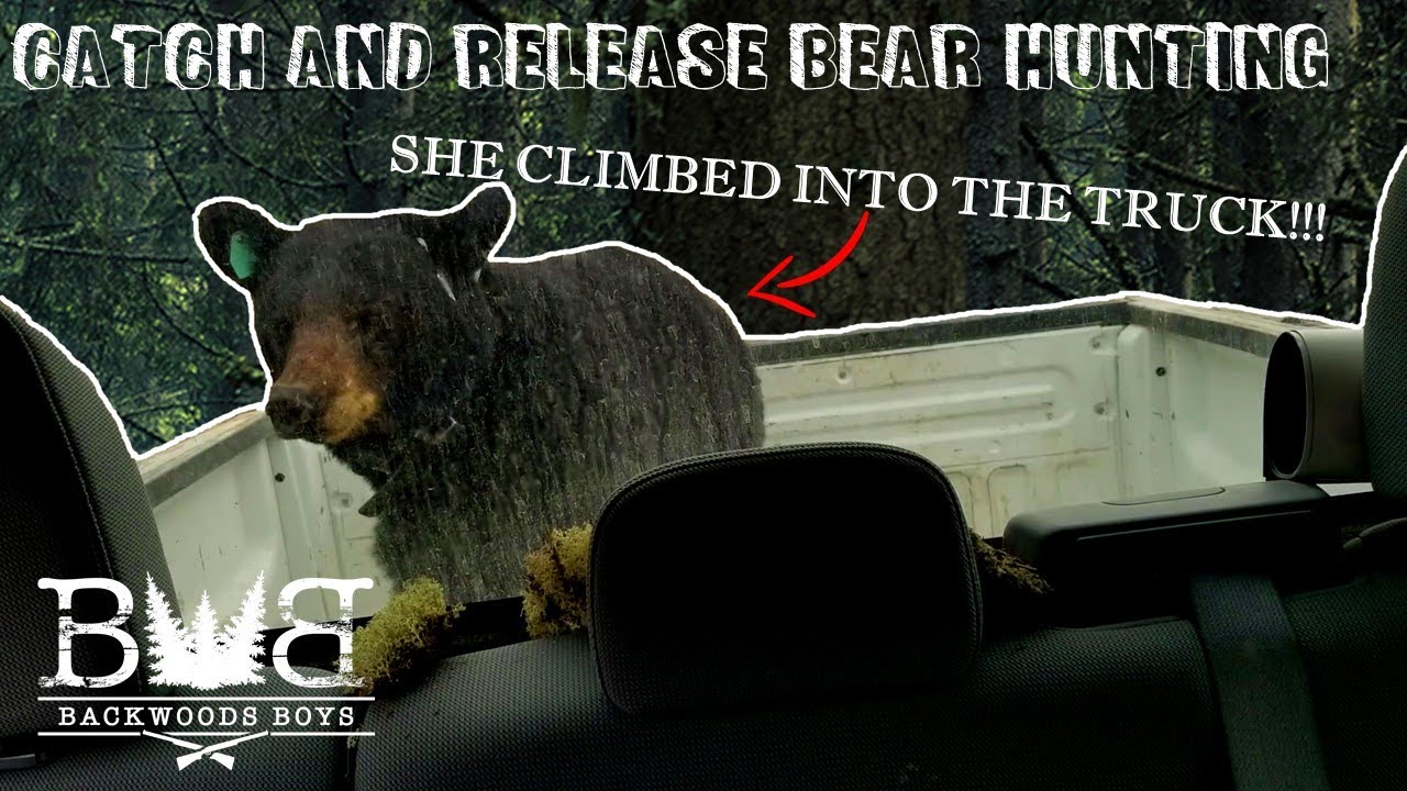 Catch and Release Bear Hunting (For Science!) - YouTube