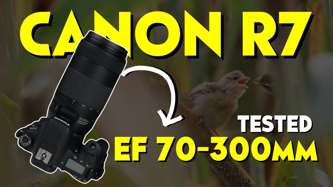 Canon R7 With EF 70-300mm f/4-5.6 Lens ii Telephoto Zoom Lens Wildlife ...