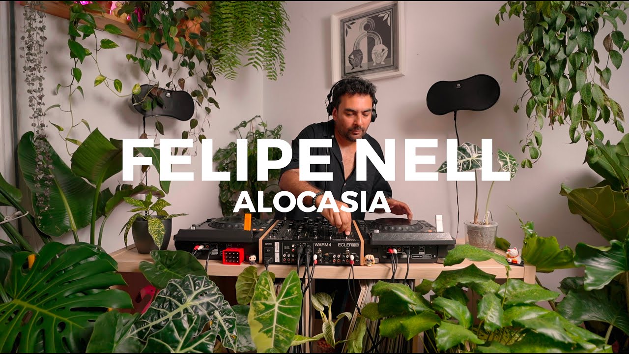 House and tech journey at the Studio by Felipe Nell - Alocasia TV ...