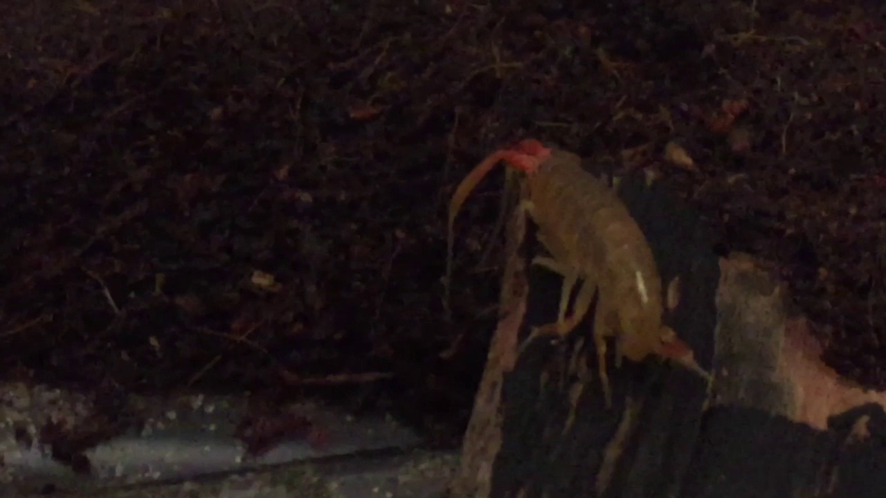 Talitrus sp. Sand Hoppers - YouTube