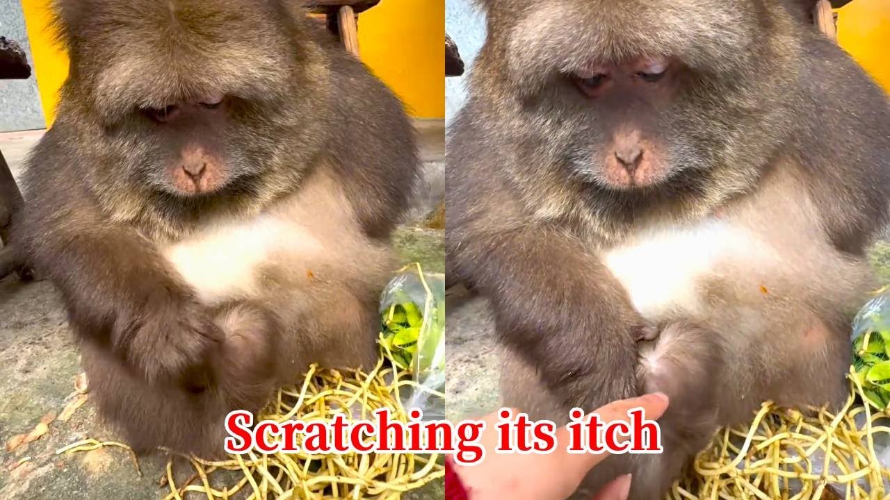 Xingxing Was Scratching An Itch, But Unexpectedly, Scratching It Made ...