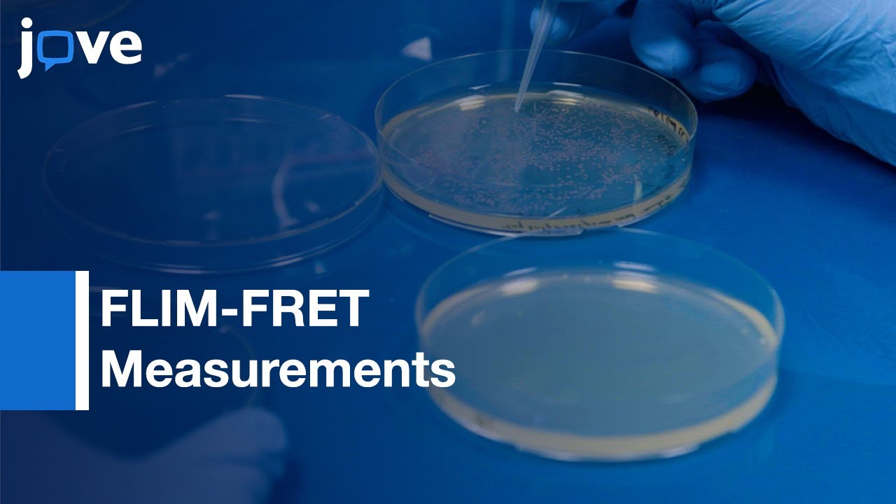 FLIM-FRET Measurements: Protein-Protein Interactions-Live Bacteria l ...