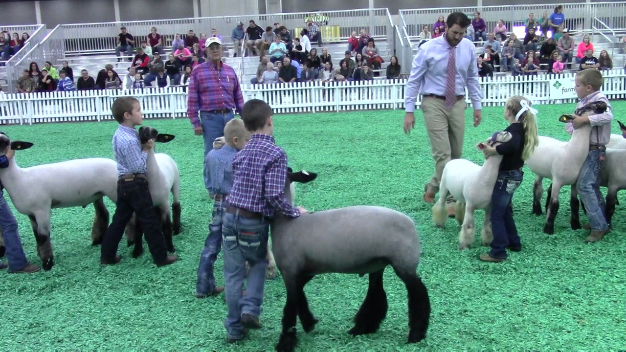 Sheep and Goat Show - November 11, 2016 - YouTube