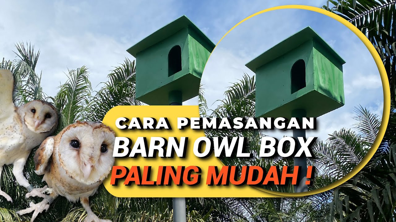 Cara Pemasangan Barn Owl Box (Kotak Burung Hantu) Paling Mudah - YouTube