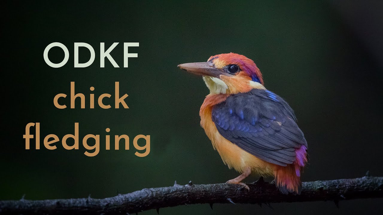 Oriental Dwarf Kingfisher (ODKF) chick fledging, Tamhini, Pune - YouTube