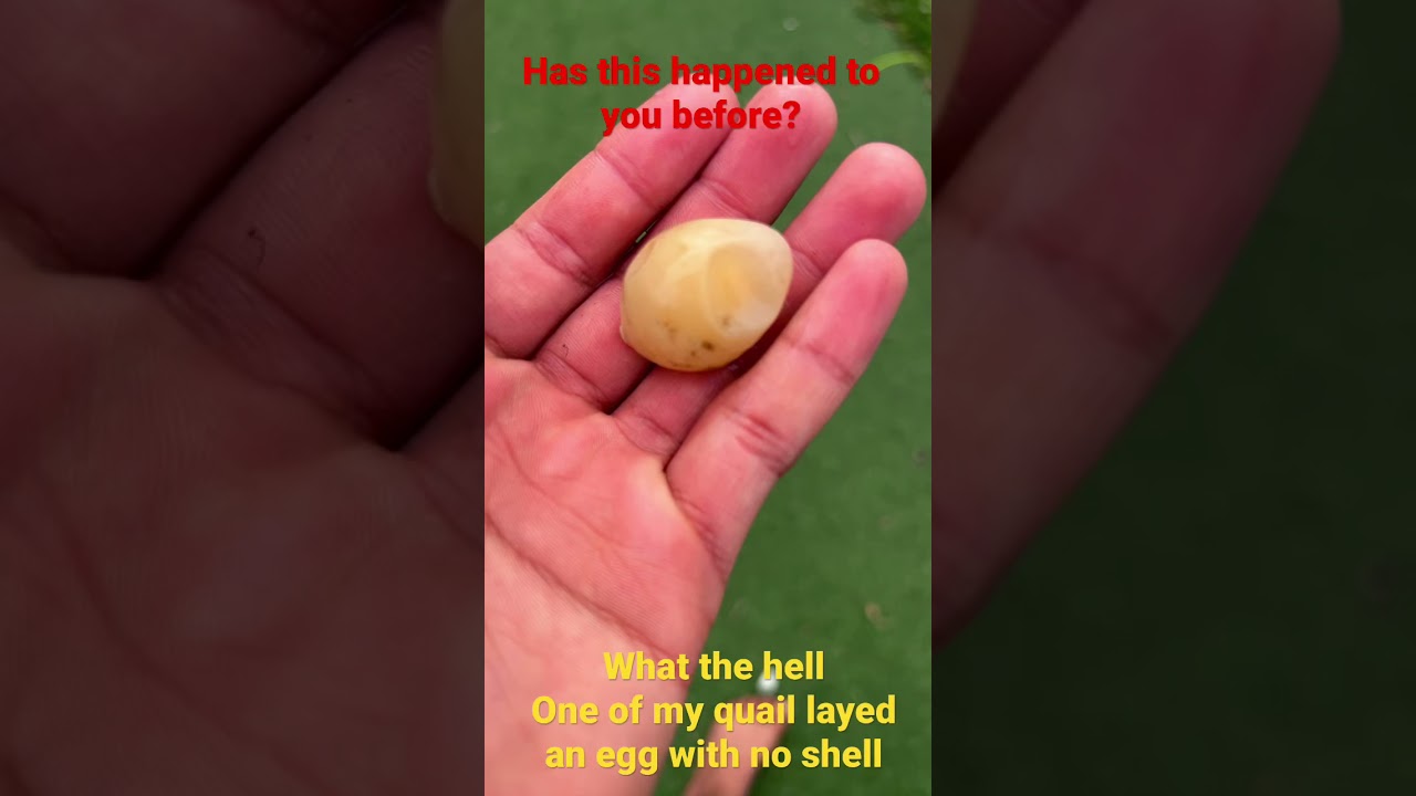 Quail egg with no shell - YouTube