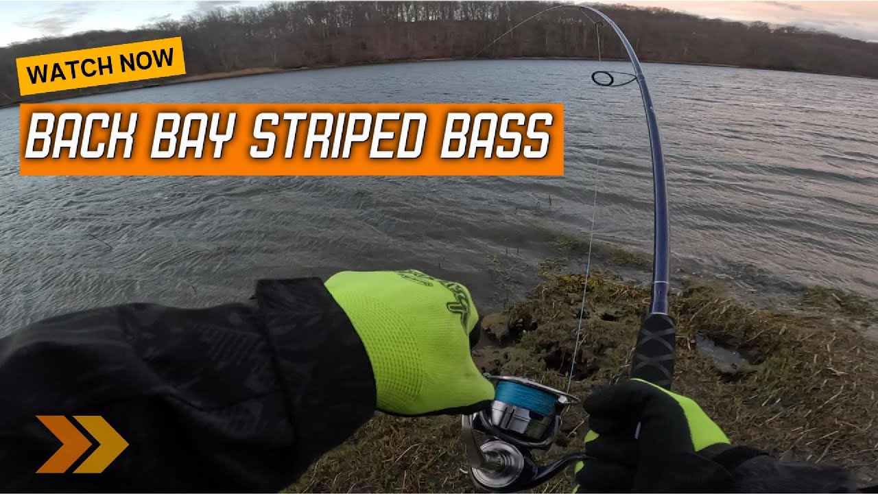 Striped Bass Back Bay Spring. Looking for Striper for my Birthday - YouTube