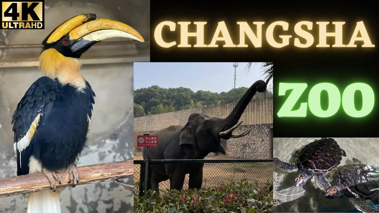 Changsha Zoo: China 4K - YouTube