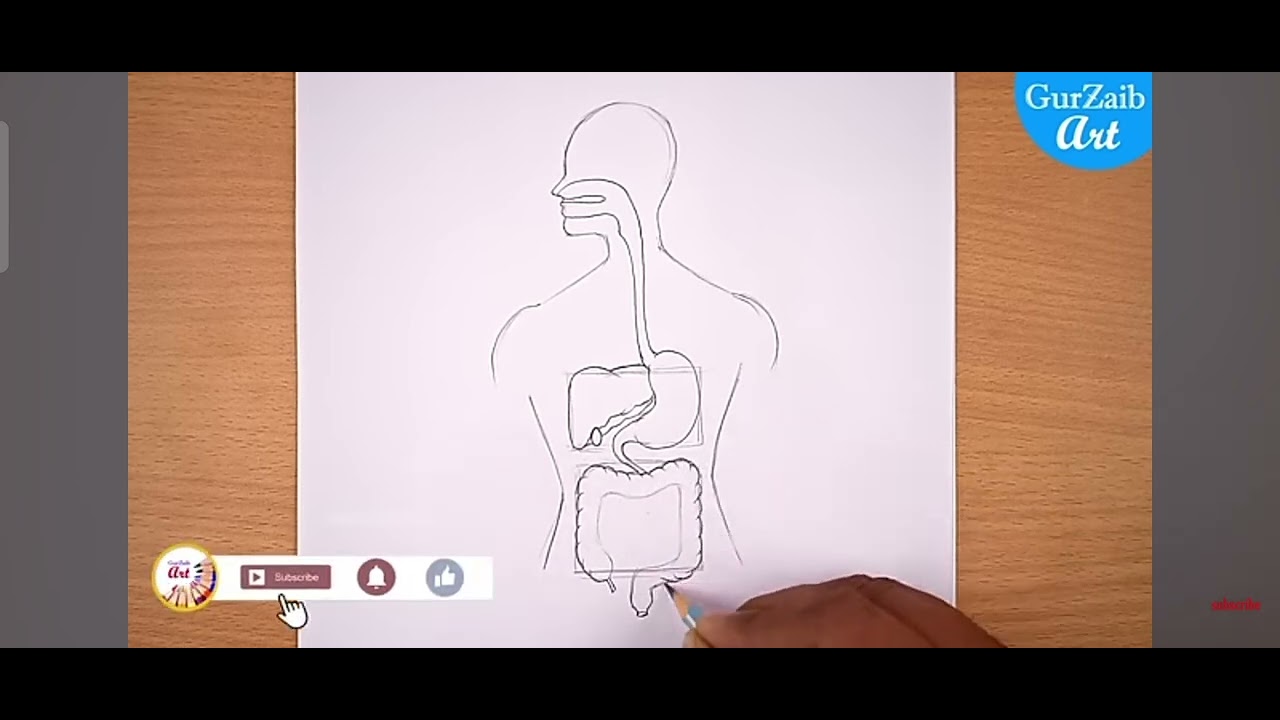 Human Digestive system Labelled Diagram Drawing || easy - step by step ...