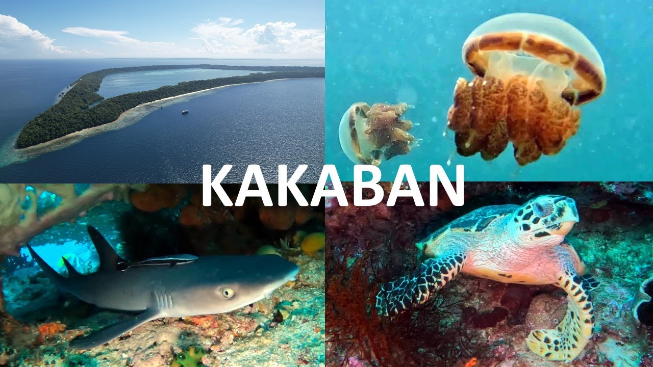 Kakaban August 2022 - YouTube