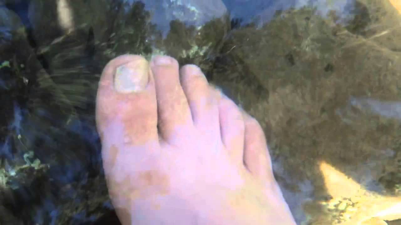 Giant fish in the wild in Israel Cleaning your feet Fish Massage - YouTube