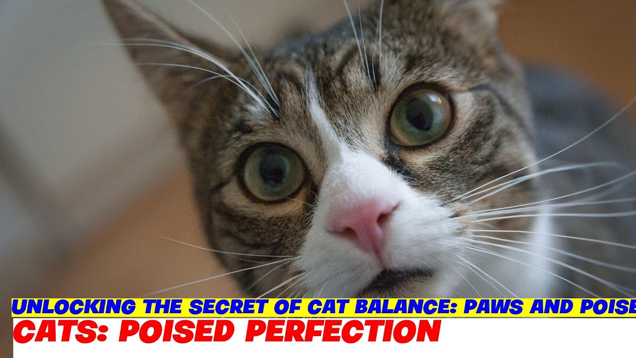 Unlocking the Secret of Cat Balance: Paws and Poise - YouTube