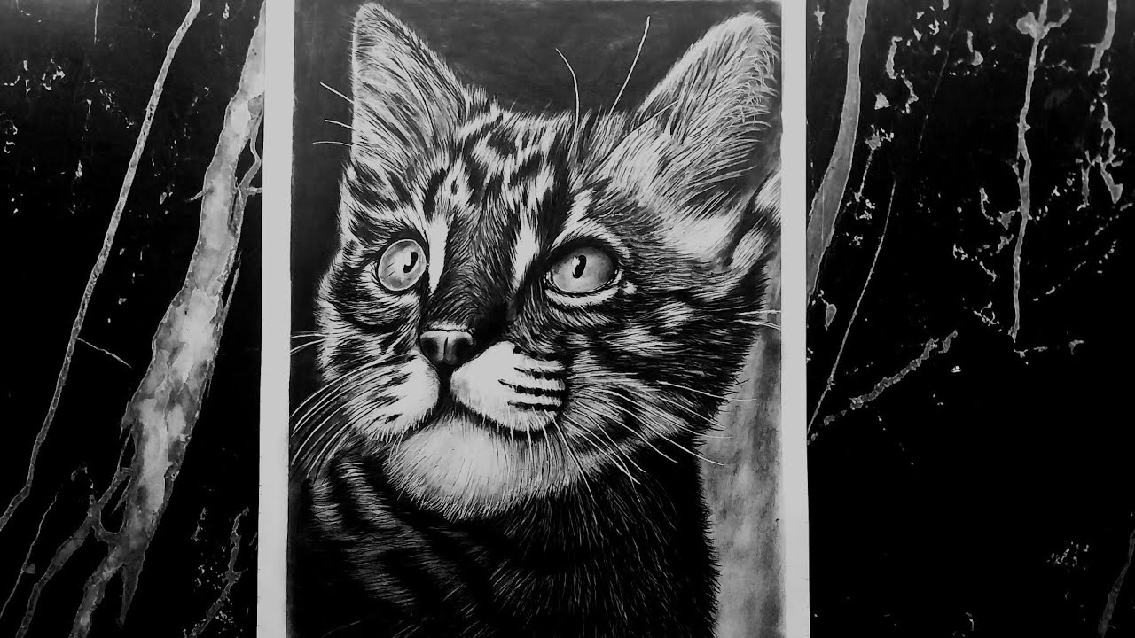 Hyper Realistic Cat||How to draw cat #artwork #artbybhanker - YouTube