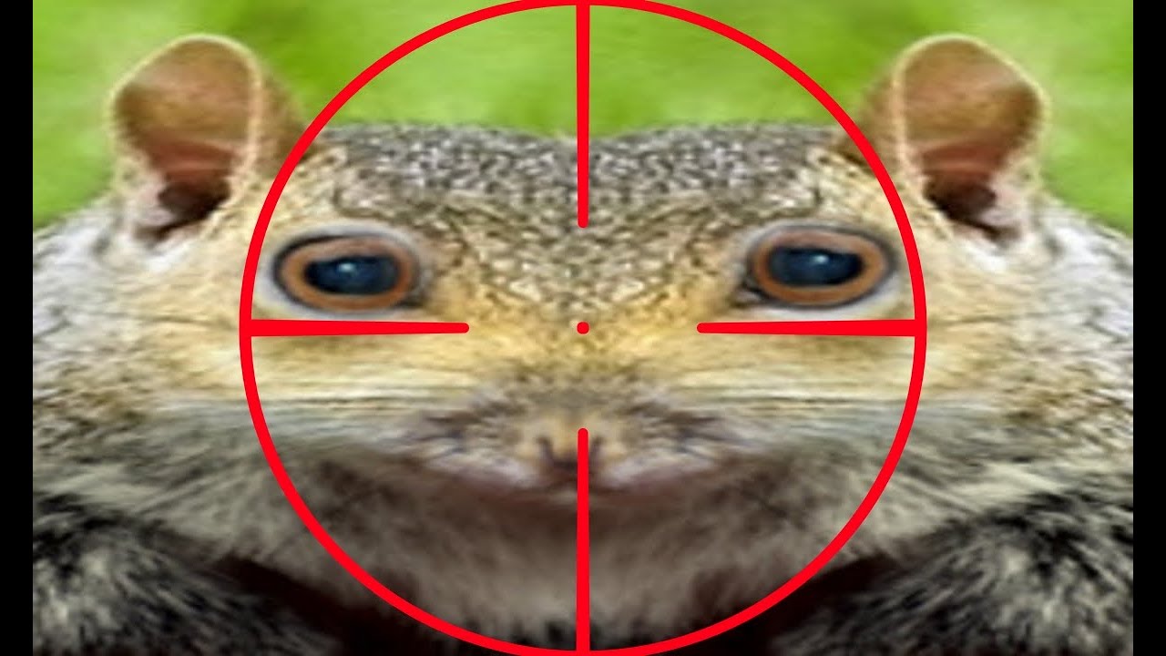 Trickshotting Squirrels And Stapling Them To My Wife!!! - YouTube