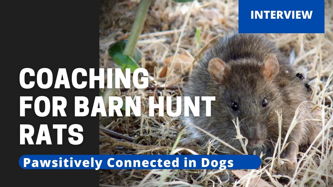 Coaching for Barn Hunt Rats - YouTube