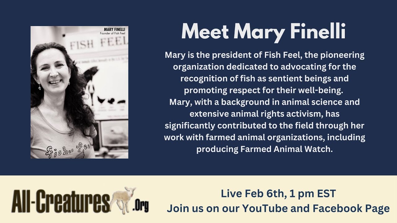 Mary Finelli- Fish Feel - YouTube