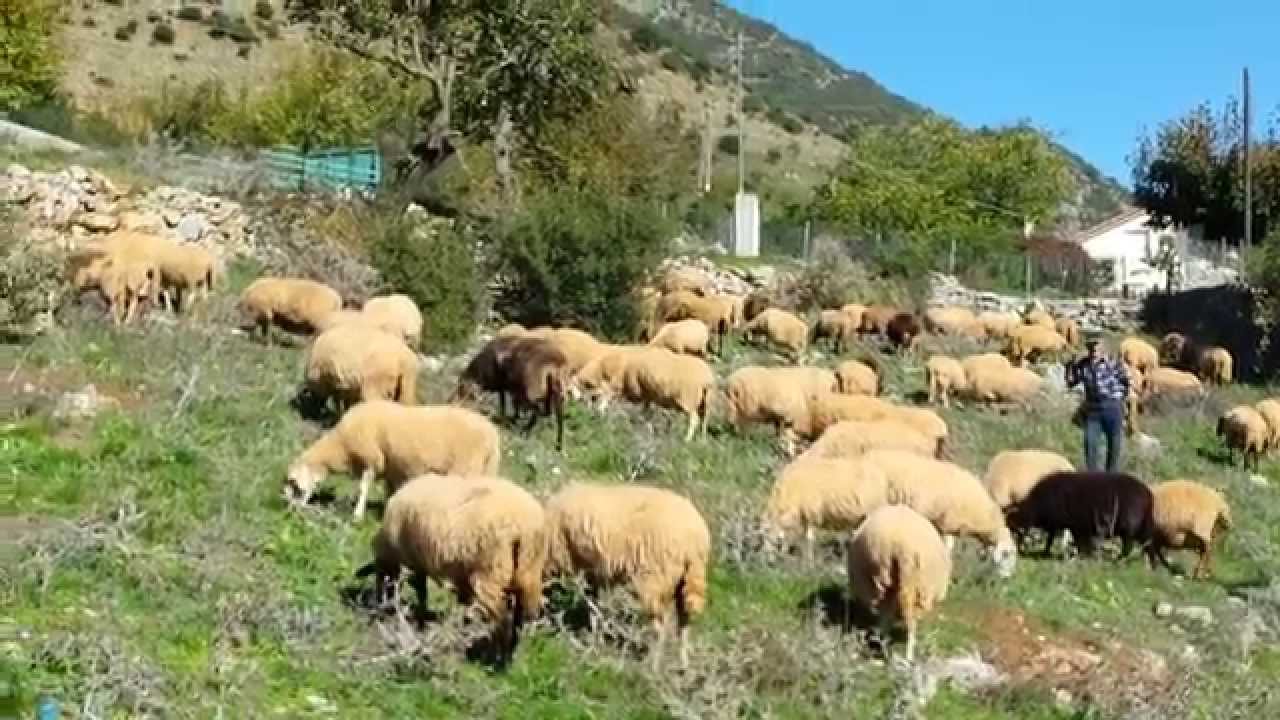 ΚΟΠΑΔΙ ΠΡΟΒΑΤΑ ΜΕ ''ΓΟΥΡΓΟΥΡΕΣ''. ΔΗΜΟΣΘΕΝΗ ΜΑΝΤΗ ΧΟΖΩΒΑ - YouTube