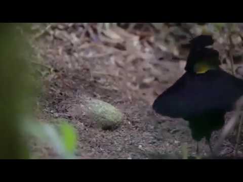 Dans eden kus