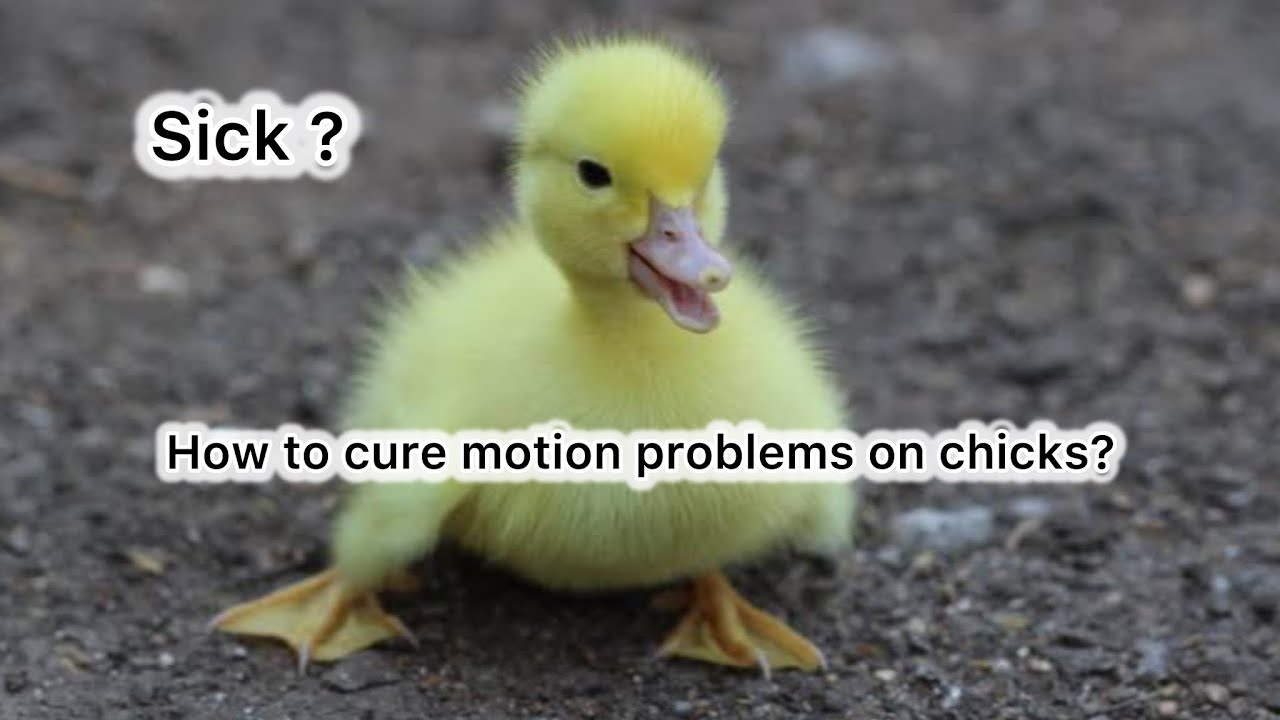 Duck babies are sick with motion problem. How to cure it? #petsvlog ...