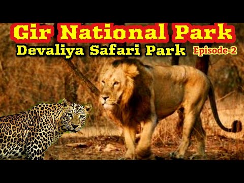 गिर की पहली सफारी में शेर और तेंदुए दिखे | Gir National Park | Devaliya ...
