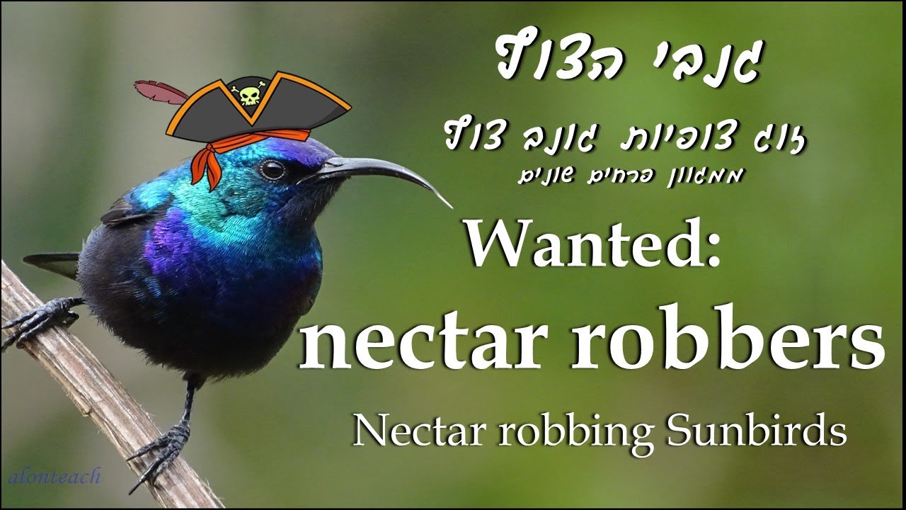 Nectar robbing Sunbirds - צופיות גונבות צוף - צופית בוהקת - YouTube