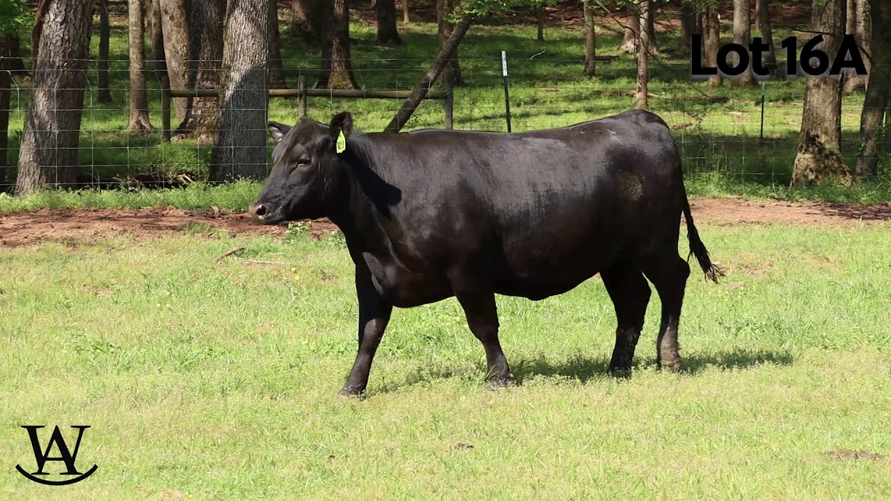 Rocking W Angus Lot 16A - YouTube