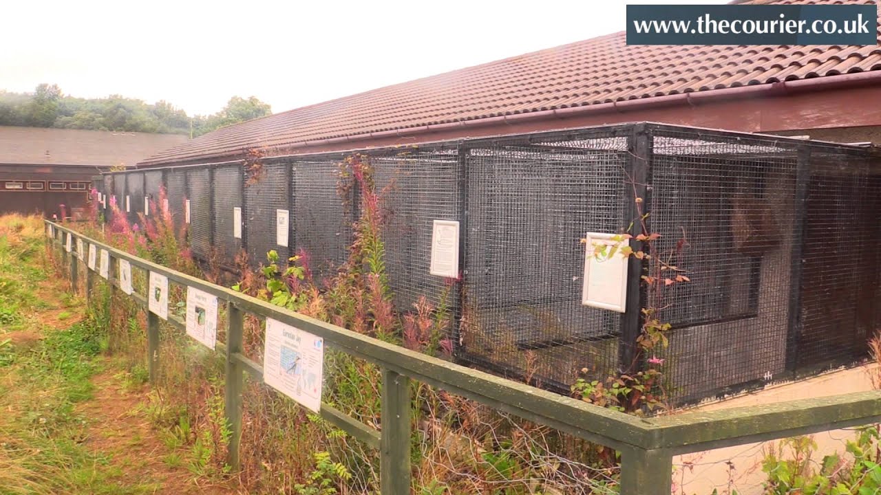 Young couple hope to transform Fife Animal park into Fife Zoo - YouTube