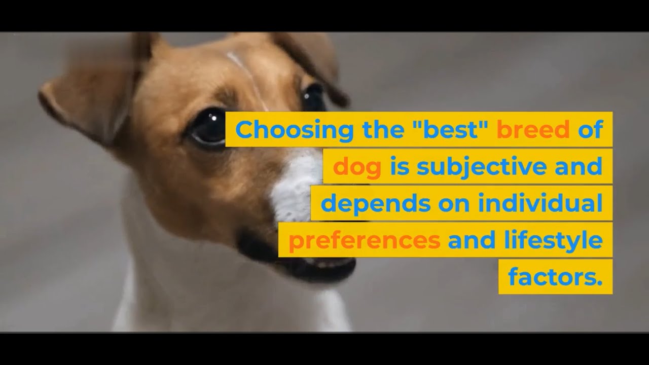 Top Best Friendly Breed of dogs in World |Dogs are Best friends|EDGE OF ...