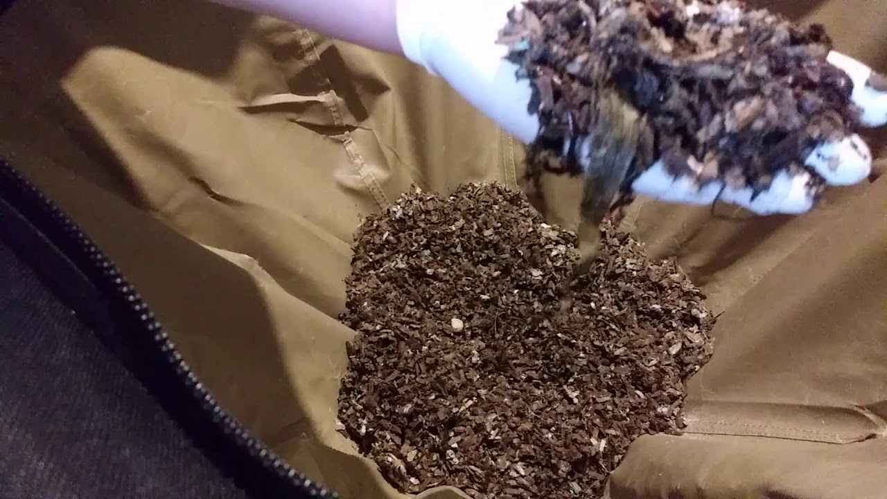 Blue Worms Compost Vermicompost - Perionyx Excavatus - Urban Worm Bag ...