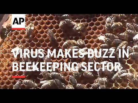 Virus makes buzz in Morocco's beekeeping sector