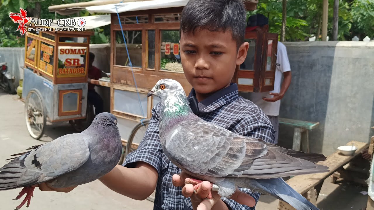BERBURU MERPATI PLONTANG DI PASAR PLERED CIREBON @ALDP_CRB - YouTube