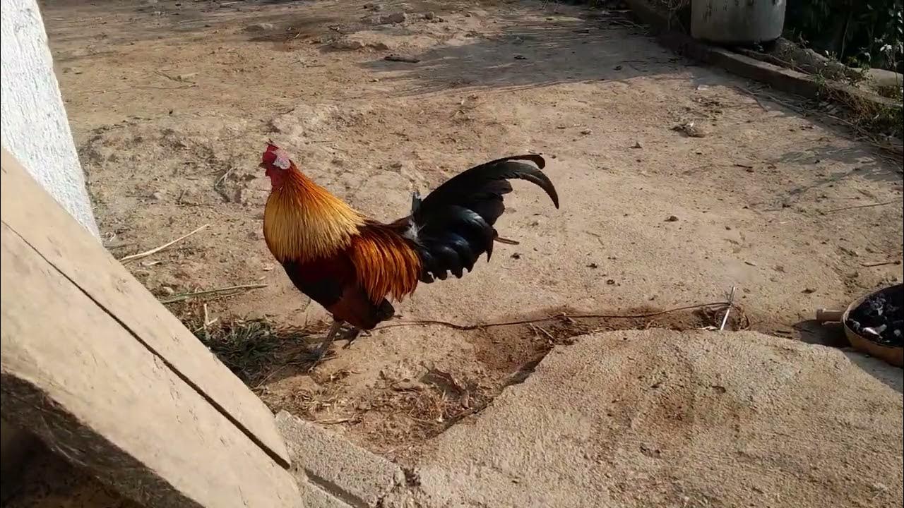 los peb saib qaib dib tshiab - mồi fx mã vàng - YouTube