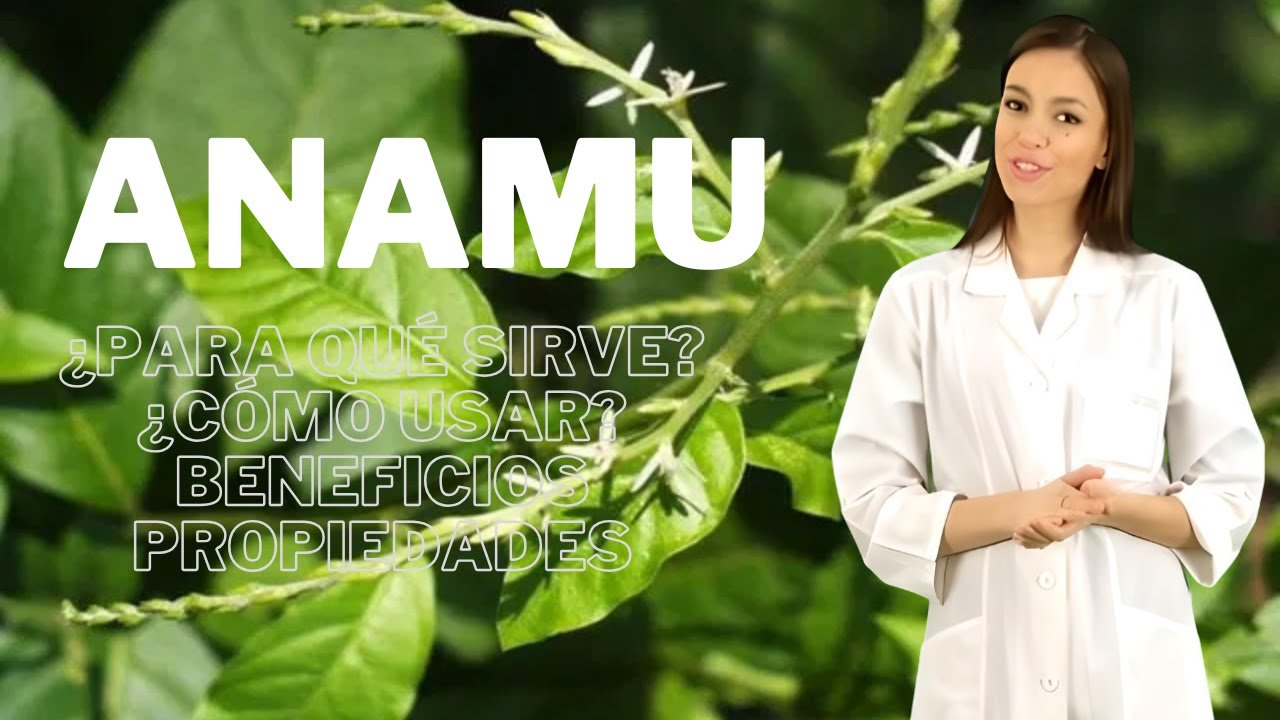 ANAMU guía completa, anamu para qué sirve y cómo tomar anamu - YouTube