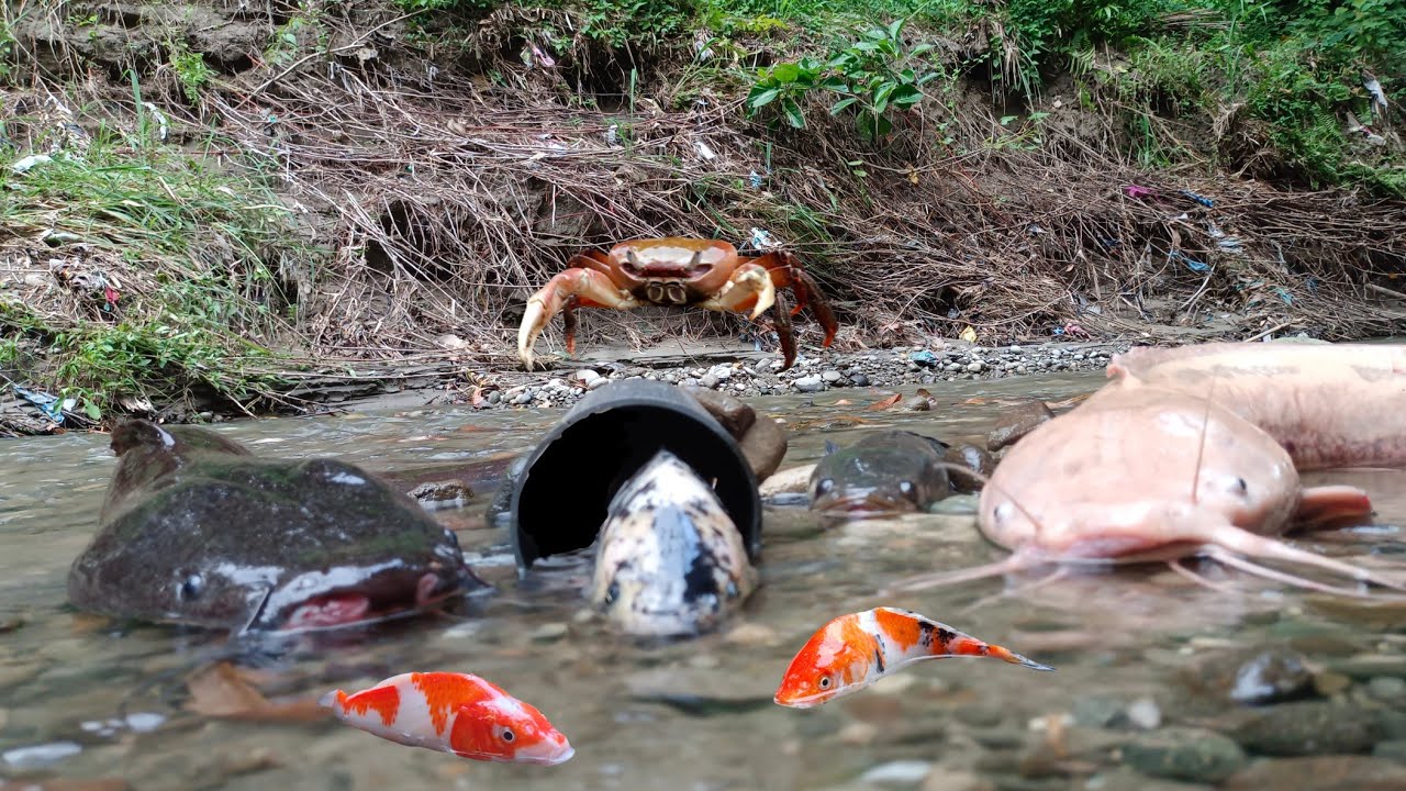 Menemukan Ikan Lele Raksasa Dalam Kolam, Ikan Hias, Kepiting, Koi ...